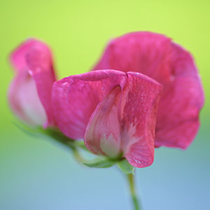 Spectacular Sweet Peas for Northern California - Fine Gardening