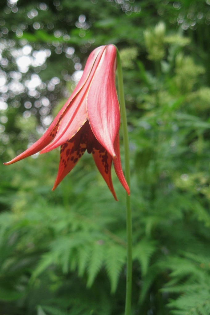 The Loved and Lost List - Fine Gardening