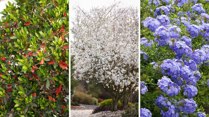 Fantastic Woodies and How to Grow Them - FineGardening