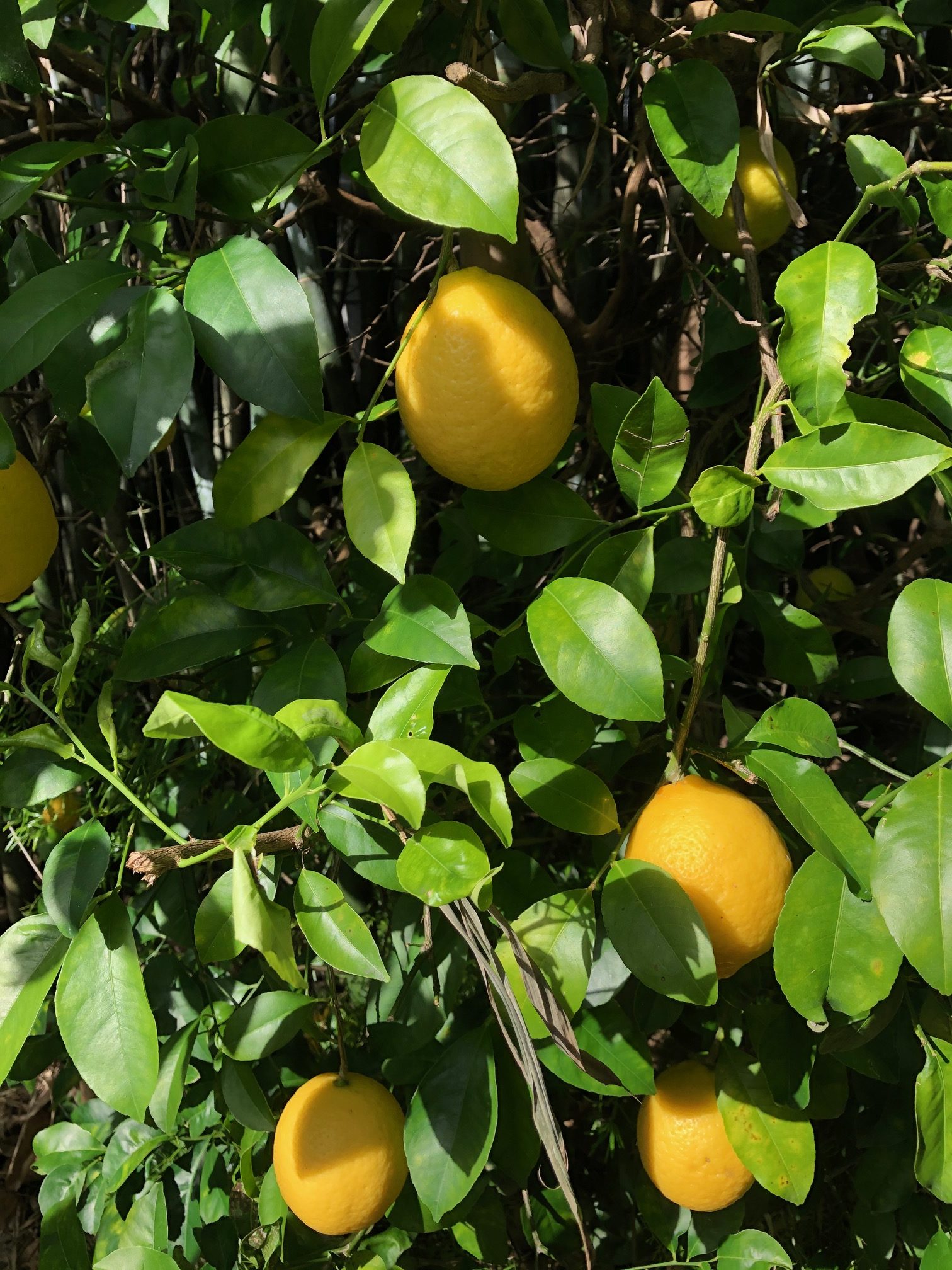 Fragrant Flowers in Florida - Fine Gardening