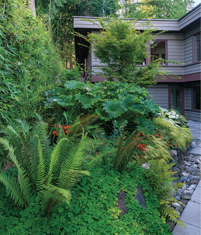 Dry Shade Done Simply - Fine Gardening