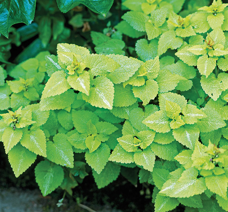 Dry Shade Doesn’t Have to Ruin the Party - Fine Gardening