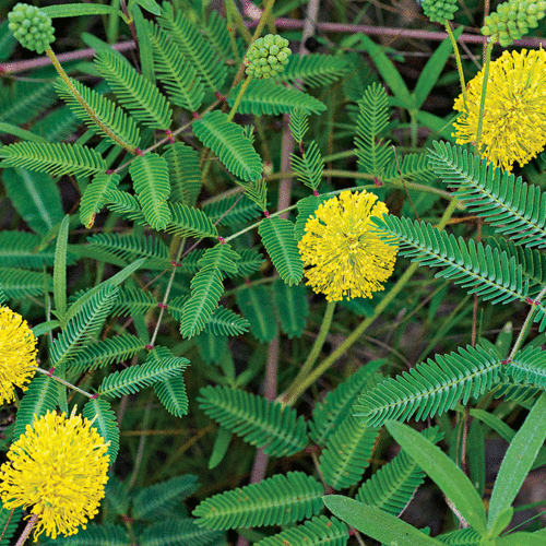 A Cute Name of a Native Plant With a Lot of Character - Fine Gardening