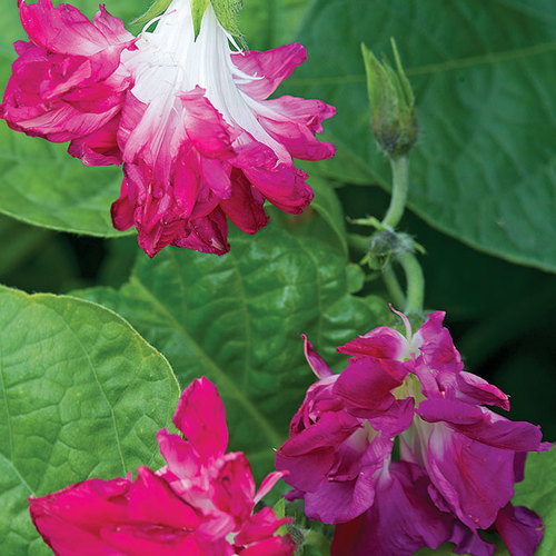 The Best New Plants of 2020: Annuals - Fine Gardening