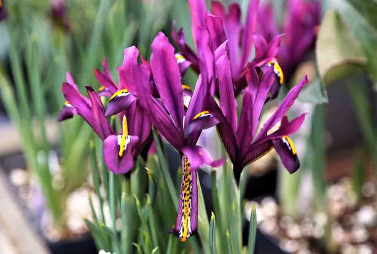 Early Spring Ephemerals for the Northwest - Fine Gardening