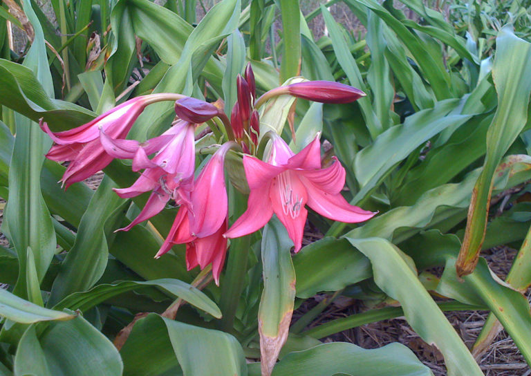 Beautiful Heirloom Crinums for Southern Plains Gardens - Fine Gardening