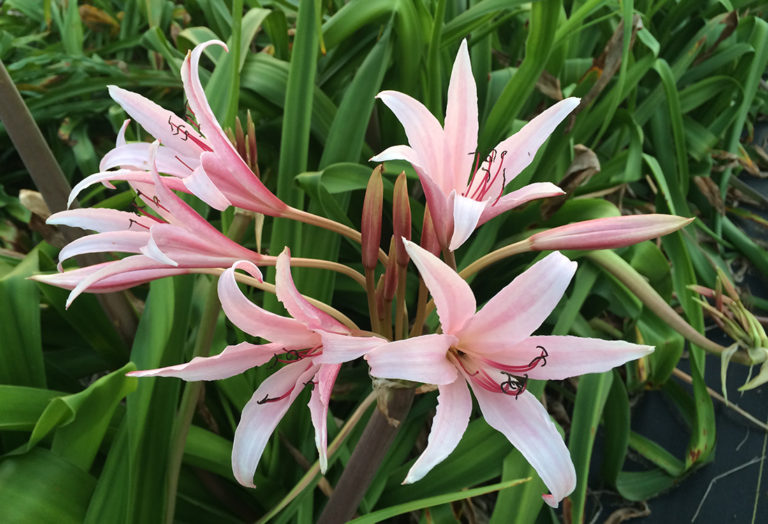 Beautiful Heirloom Crinums for Southern Plains Gardens - Fine Gardening