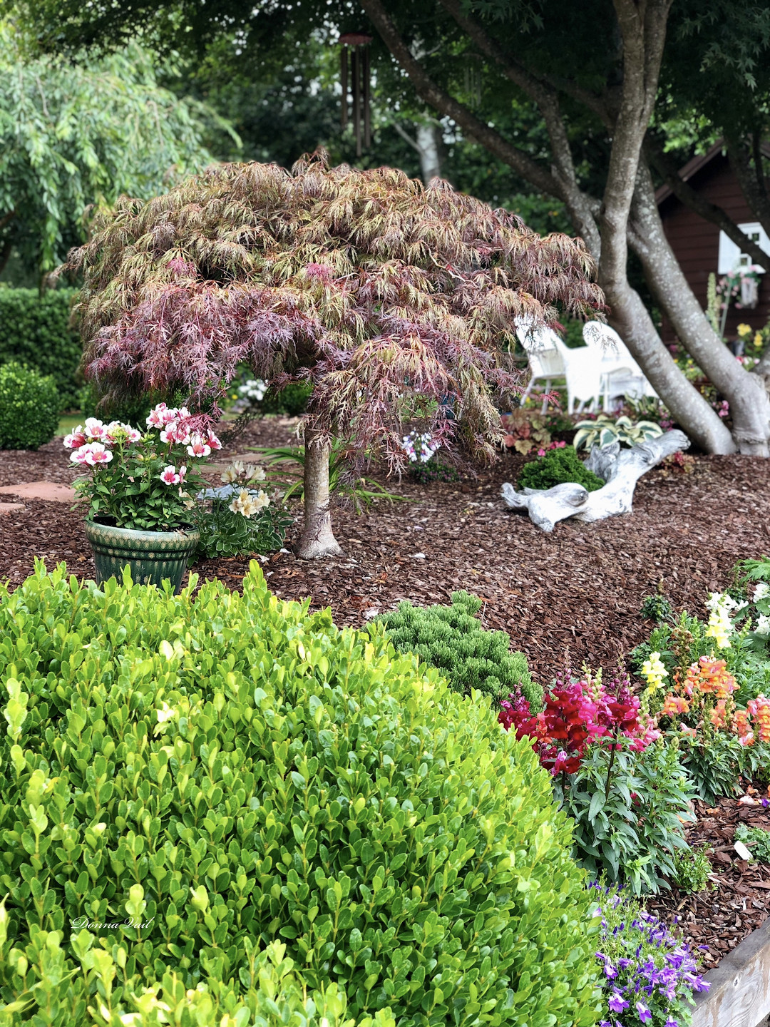 Spring in the Coastal Redwoods - Fine Gardening