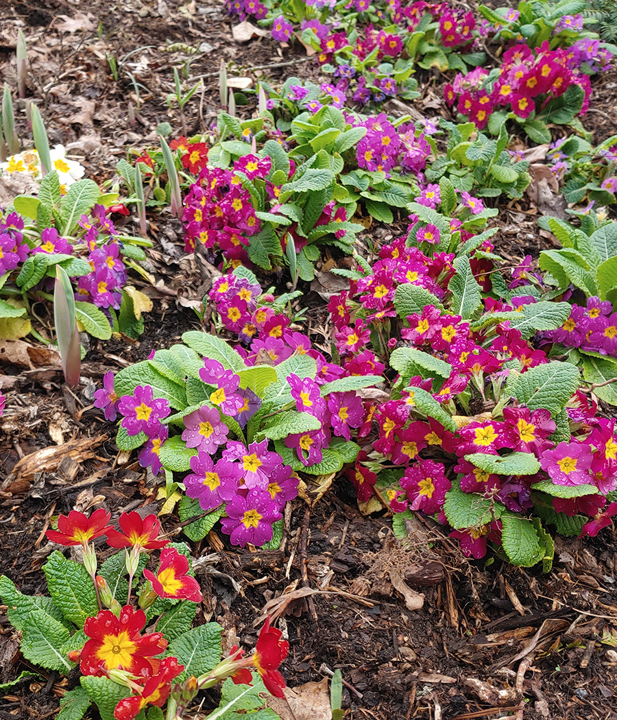 Southeast: How to Satisfy Your Zone Envy - Fine Gardening