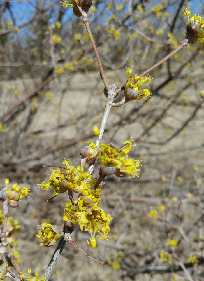 Early Spring-Blooming Shrubs for the Northern Plains - Fine Gardening
