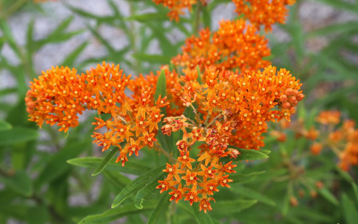 Pollinators' Favorite Nectar Plants - Fine Gardening