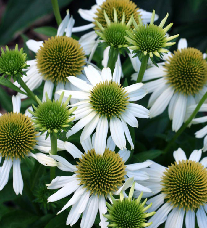What's New With Coneflowers? - Fine Gardening