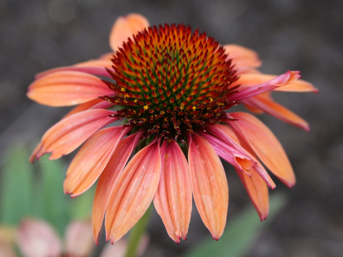 What's New With Coneflowers? - Fine Gardening