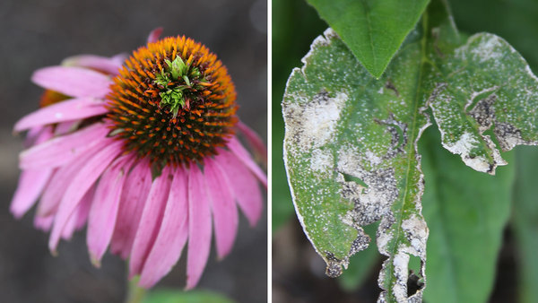 What's New With Coneflowers? - Fine Gardening