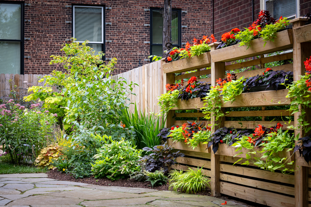 Live Fence Plants