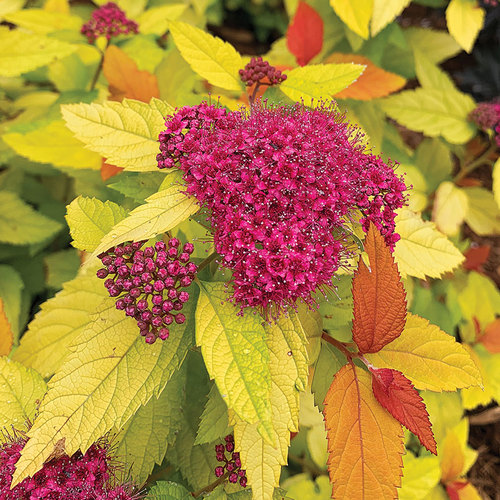 A Sugary-Sweet Shrub That Stays in Bounds - Fine Gardening