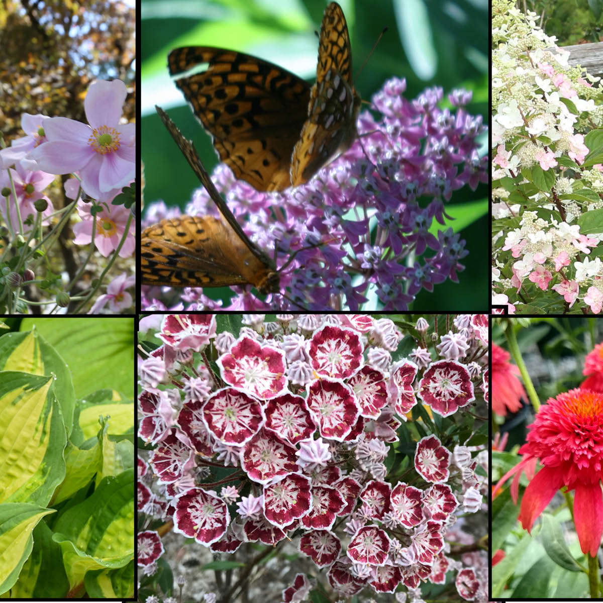 75 Plants for a Great Garden - Fine Gardening