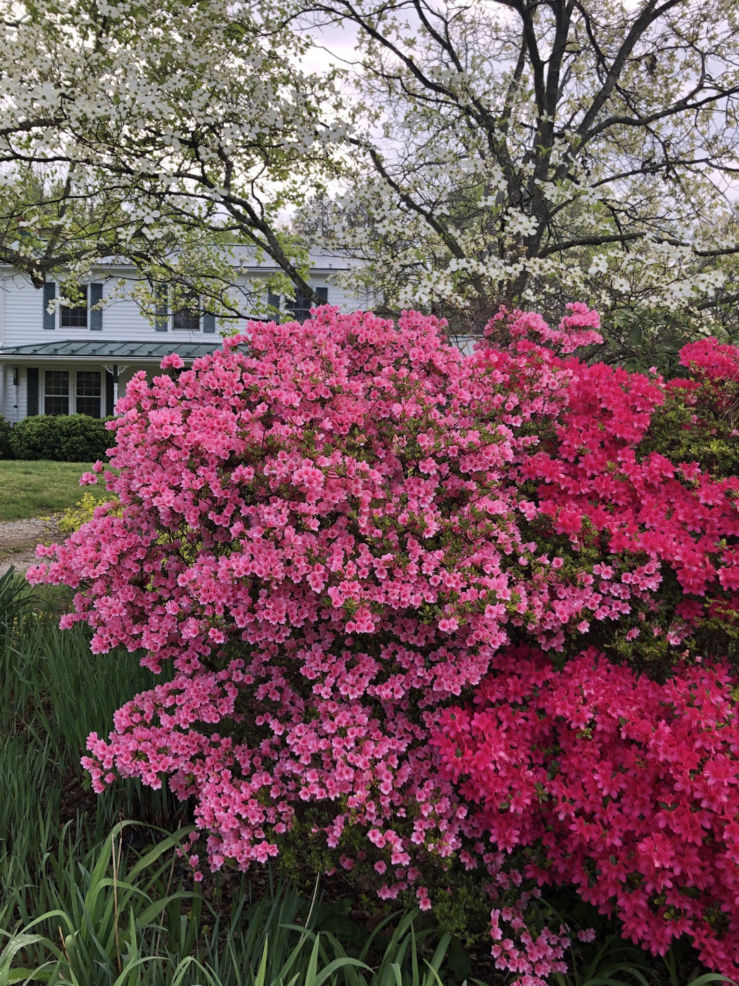 Virginia Garden Full of Azaleas - Fine Gardening