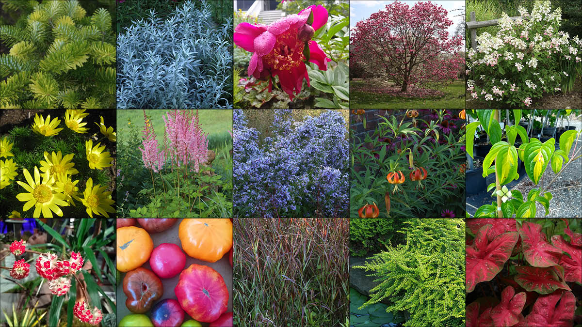 Episode 60: Why Am I Not Growing This? - Fine Gardening