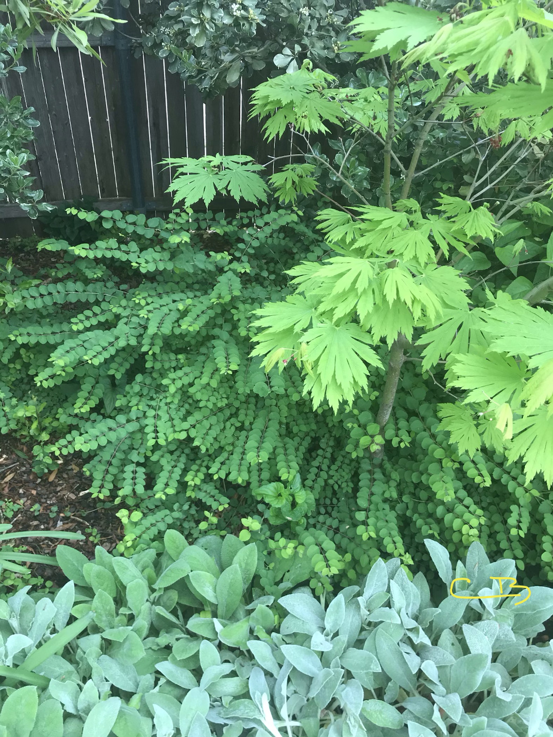 Spring in Dallas - Fine Gardening