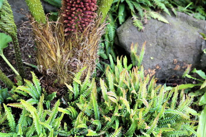 Evergreen Ferns for the Northwest - Fine Gardening