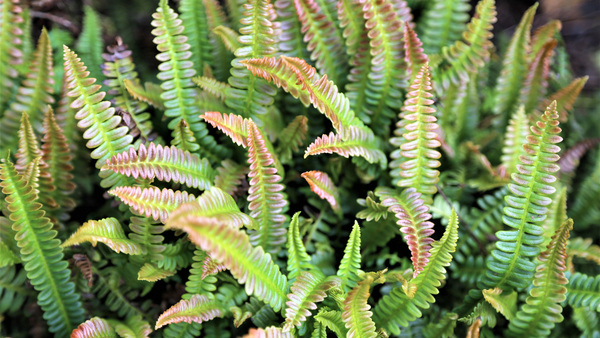 A Gardener Awakened - FineGardening