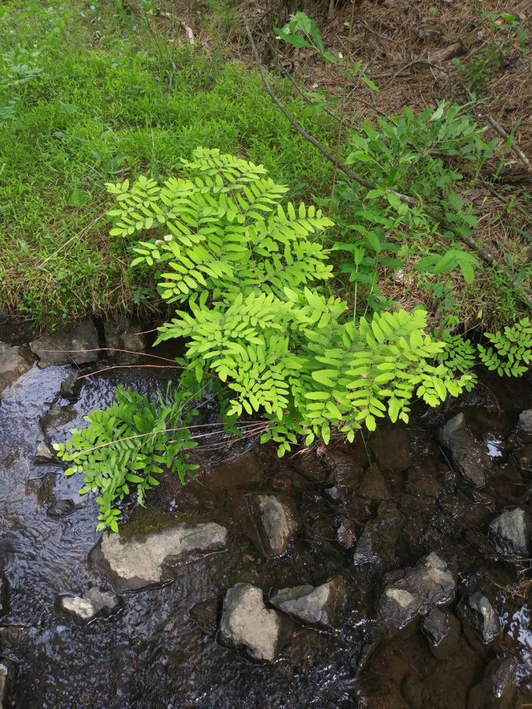 Native Ferns for Moist Shade in the Mid-Atlantic Garden - Fine Gardening