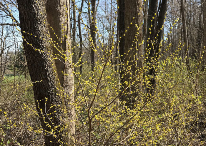 Your Guide to Native Plants in the Midwest - Fine Gardening