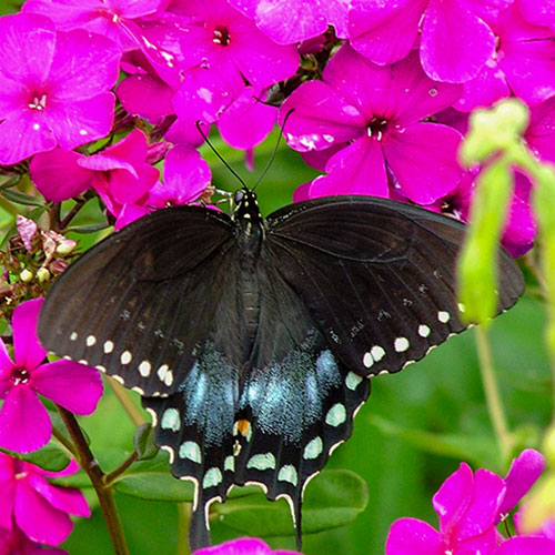 Your Guide to Native Plants in the Midwest - Fine Gardening