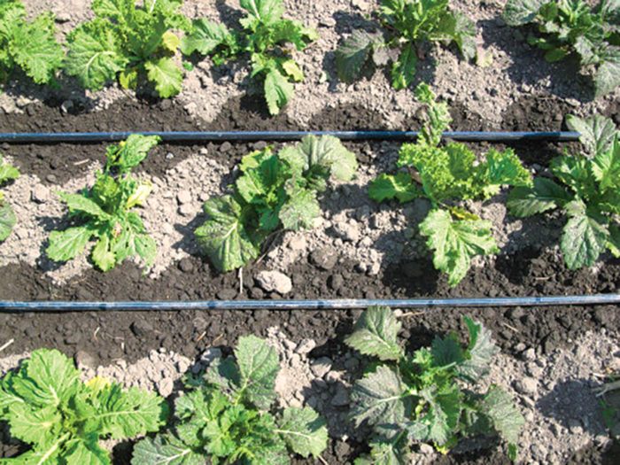 The Art of Watering Your Garden - Fine Gardening