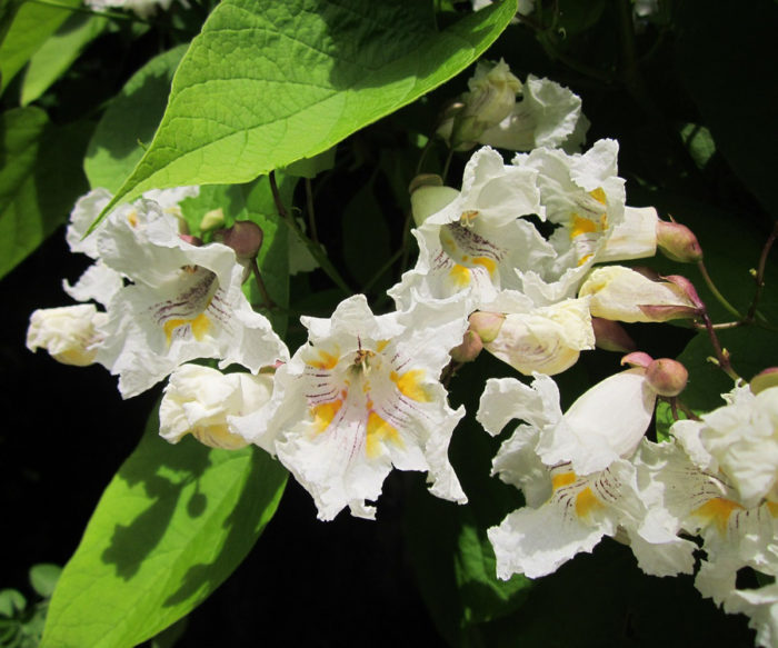 Catalpa Trees, Catawba Worms, and Southern Lore - Fine Gardening