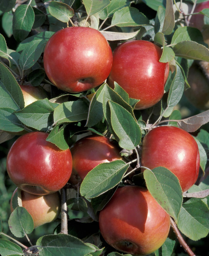 The Best Apple Varieties for the Northern Plains - Fine Gardening