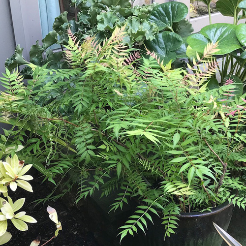 Tips for Growing Trees and Shrubs in Containers - Fine Gardening