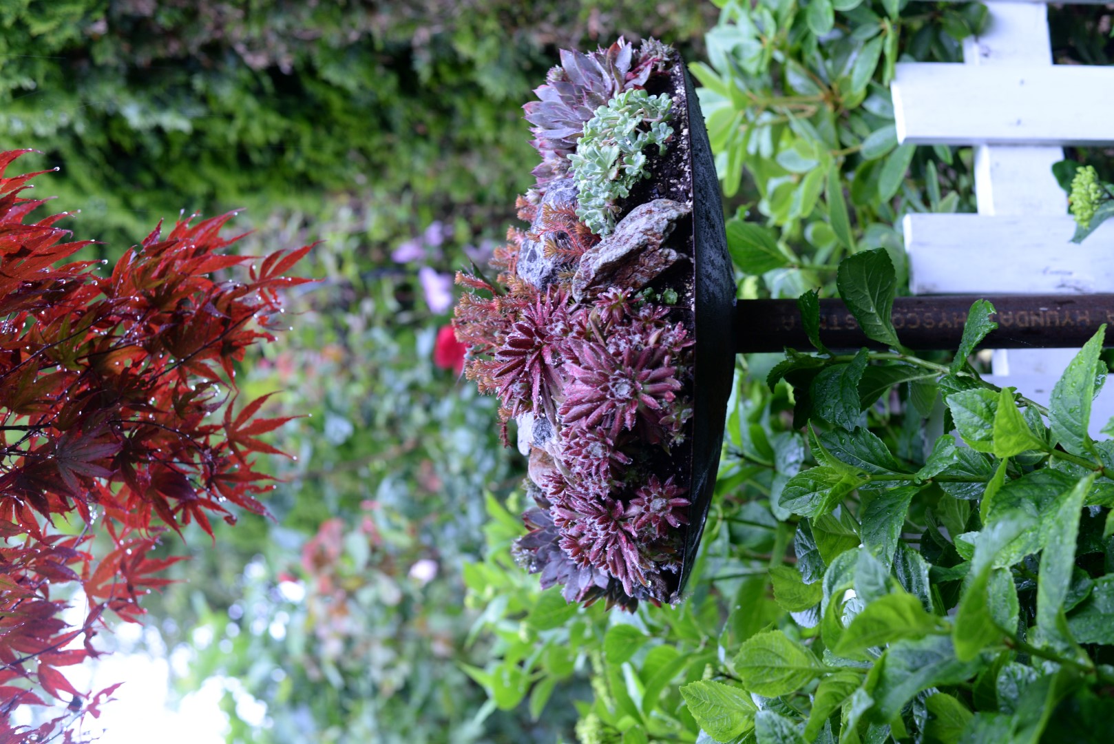 Early Summer in Cherry's Garden - Fine Gardening