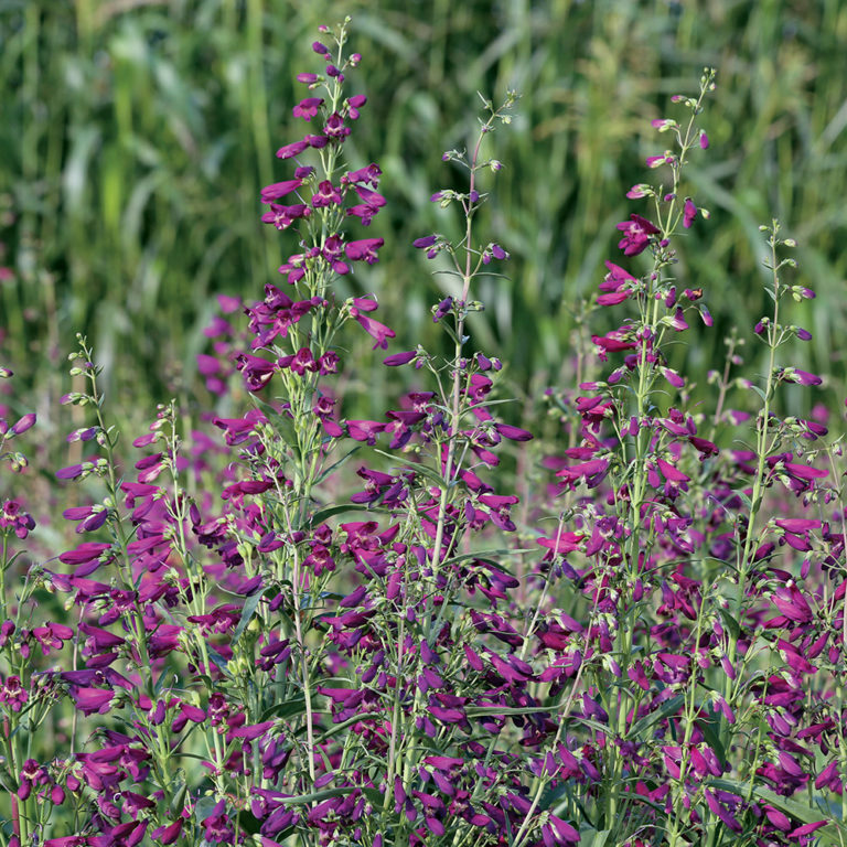 Rocky Mountain Rock Gardens, Part II: Plant Picks - Fine Gardening
