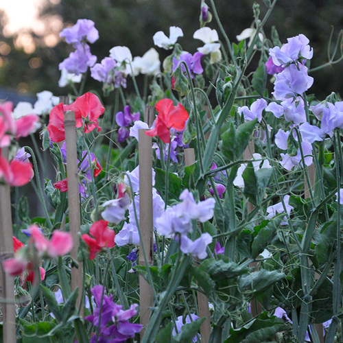 Sweet Peas in the Northeast, Part I: Growing Guide - Fine Gardening