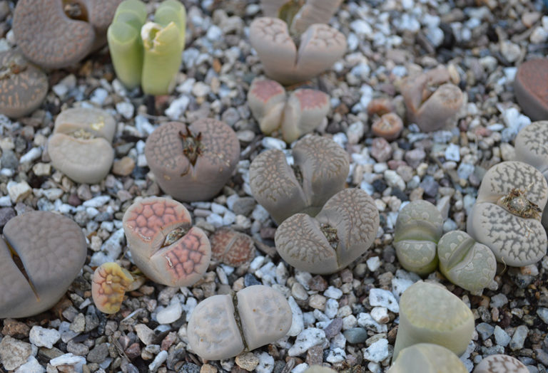 Your Guide to Growing Lithops in the Southwest - Fine Gardening