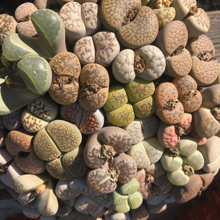 Your Guide to Growing Lithops in the Southwest - Fine Gardening
