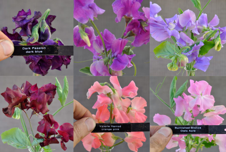 Sweet Peas in the Northeast, Part II: Varieties - Fine Gardening
