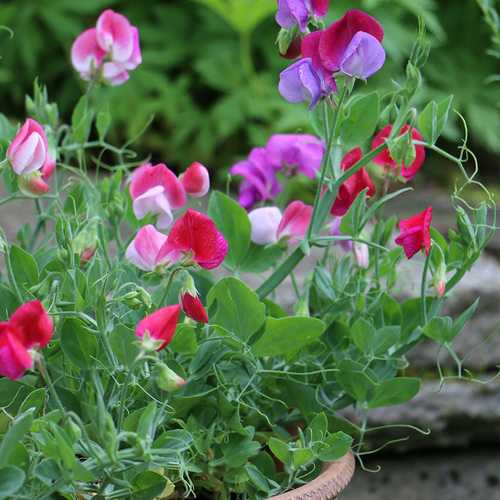 Sweet Peas in the Northeast, Part II: Varieties - Fine Gardening