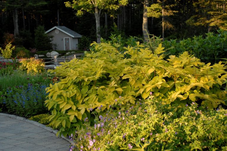 Aralia 'Sun King': Perennial Plant of the Year - Fine Gardening