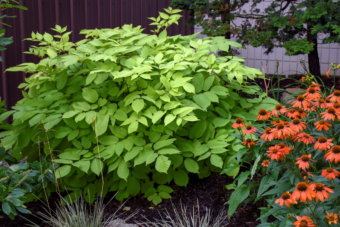 Aralia 'Sun King': Perennial Plant of the Year - Fine Gardening