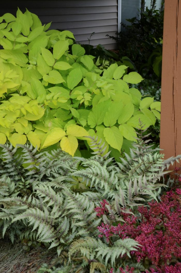 Aralia 'Sun King': Perennial Plant of the Year - Fine Gardening