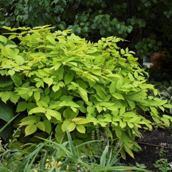 Aralia 'Sun King': Perennial Plant of the Year - Fine Gardening