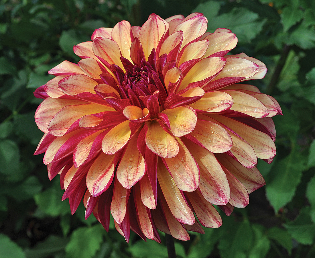 Out-of-the-Ordinary Dahlias - Fine Gardening