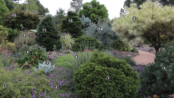 Best Plants to Add Texture to Your Garden - Fine Gardening