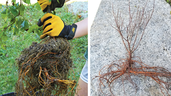 Root Washing: Why and How to Wash Roots - Fine Gardening