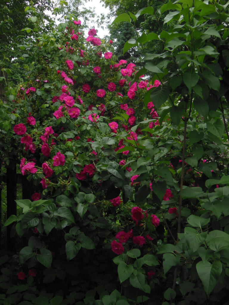 The Beauty of Old Roses - Fine Gardening