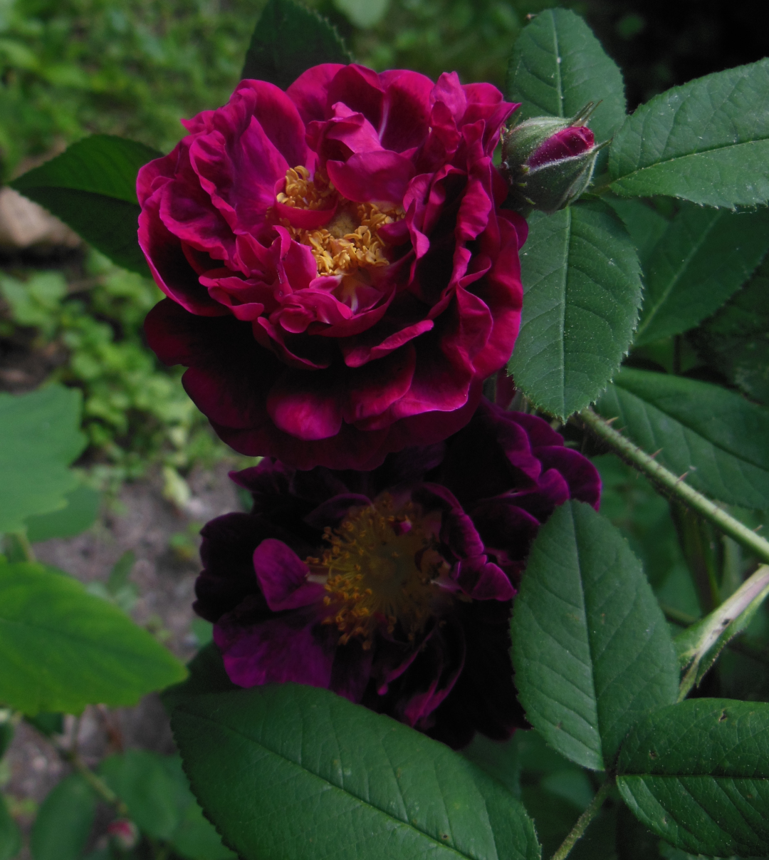 The Beauty of Old Roses - Fine Gardening