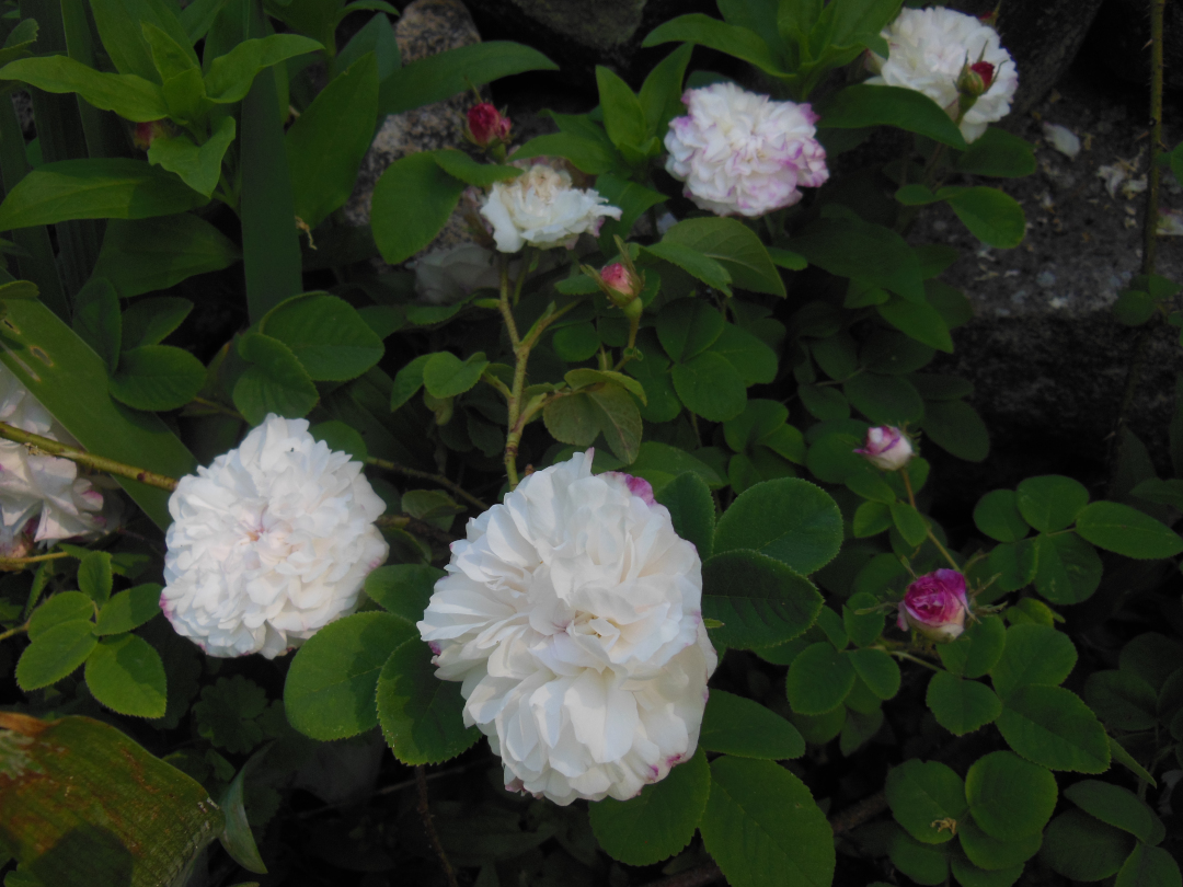 The Beauty of Old Roses - Fine Gardening